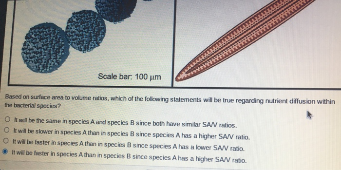 Solved Scale bar: 100 um Based on surface area to volume | Chegg.com