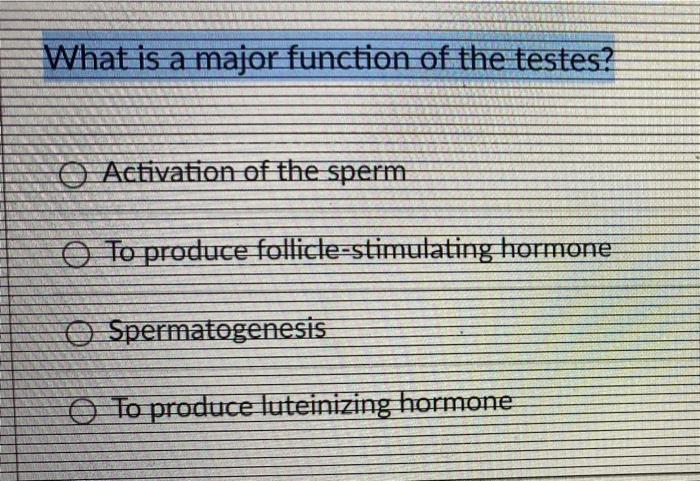 Solved What is a major function of the testes? o Activation | Chegg.com