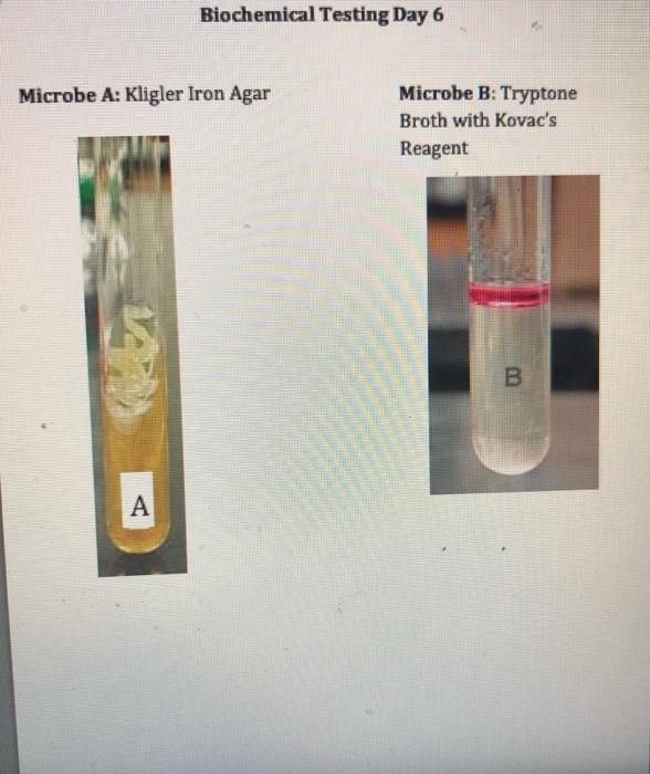 Solved Biochemical Testing Day 5 Microbe A: Catalase Test | Chegg.com