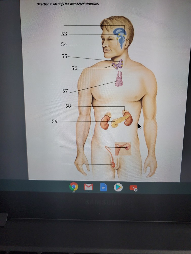Solved Directions: Identify the numbered structure. 53 54 | Chegg.com