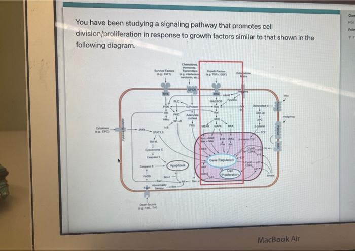 Solved You have been studying a signaling pathway that | Chegg.com