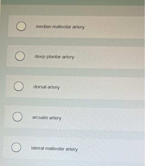 Solved Which structure is hiahliahted? median malleolar | Chegg.com