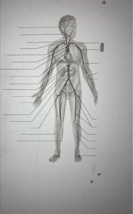 Solved label the blood vessels | Chegg.com