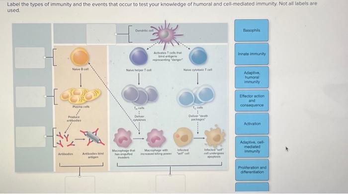 Solved Label the types of immunity and the events that occur | Chegg.com