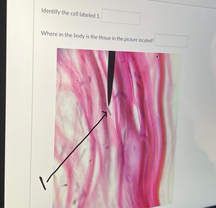 Identify this tissue Identify the cell at the pointer | Chegg.com
