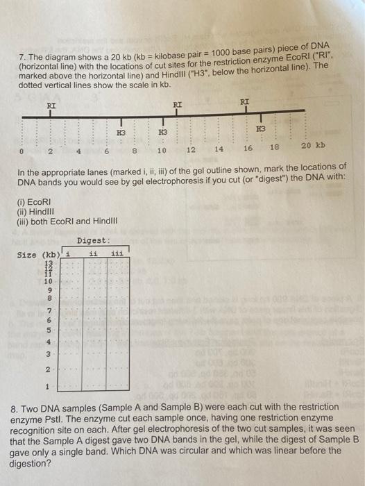 Solved 7. The diagram shows a 20 kb (kb = kilobase pair = | Chegg.com