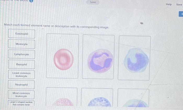 Match each formed element name or description with | Chegg.com