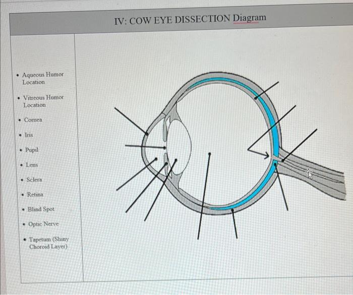 Cow Eye Dissection Labeled Popular Www deborahsilvermusic