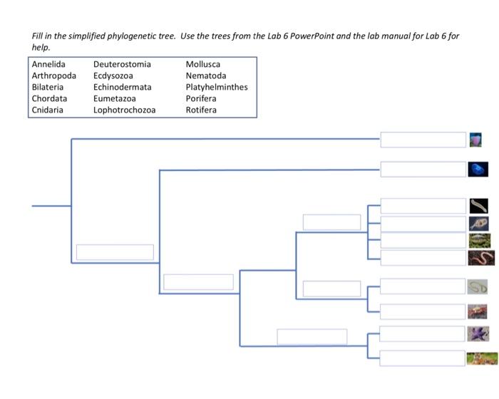Solved Fill in the simplified phylogenetic tree. Use the | Chegg.com