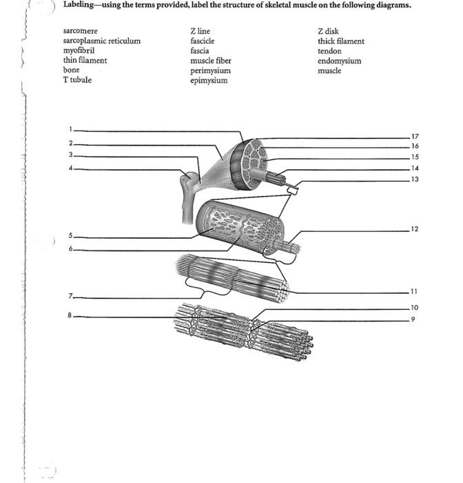 Solved Labeling - using the terms provided, label the | Chegg.com