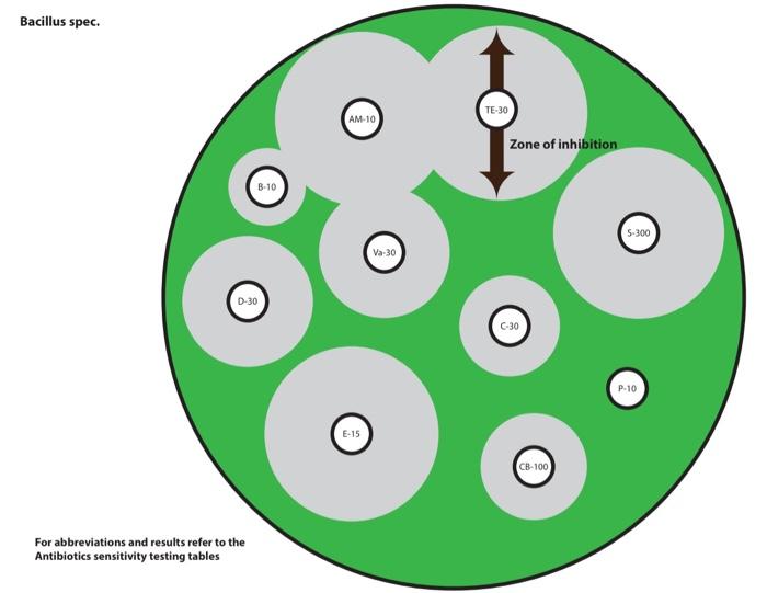 5) Measure the diameter of the Zone of Inhibition | Chegg.com