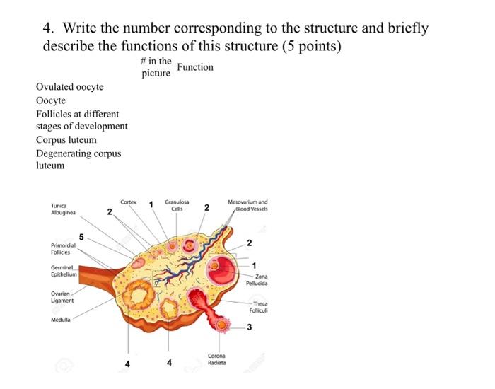 Solved 4 Write The Number Corresponding To The Structure 