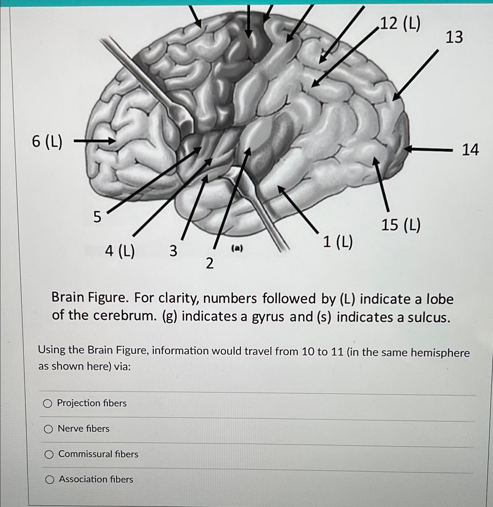Solved Brain Figure. For clarity, numbers followed by (L) | Chegg.com