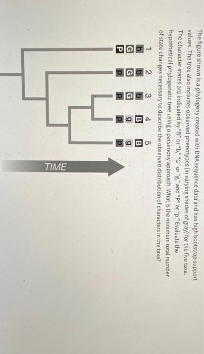 [Solved]: The figure shown is a phylogeny created with DNA