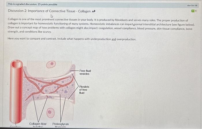 Solved Discussion 2: Importance of Connective Tissue - | Chegg.com