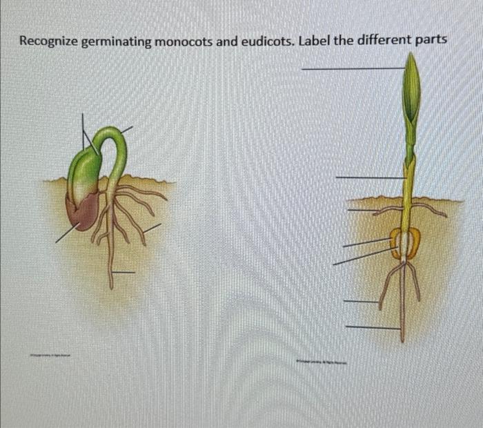 Solved Recognize germinating monocots and eudicots. Label | Chegg.com
