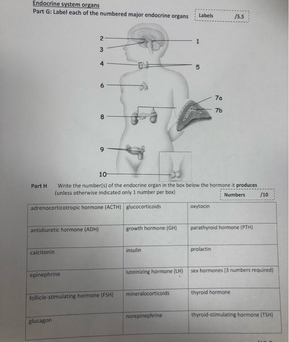Solved Endocrine system organs Part G: Label each of the | Chegg.com