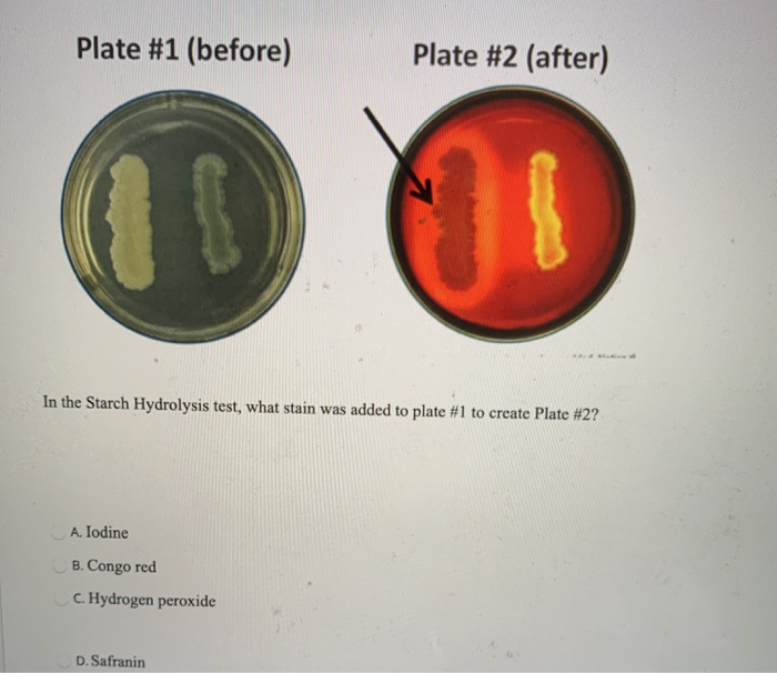 Solved What will occur if an organism that produces urease | Chegg.com