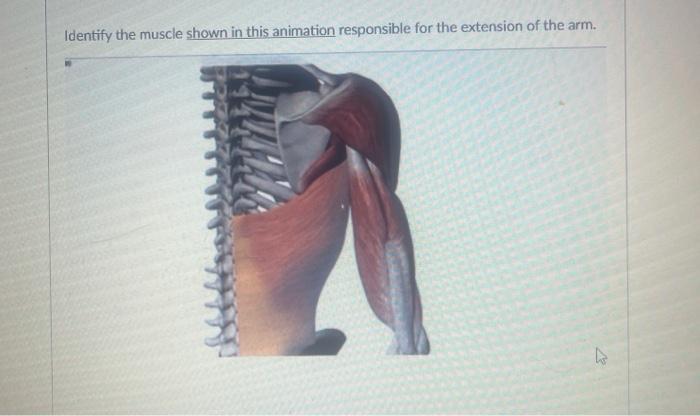 Solved Identify the muscle shown in this animation | Chegg.com