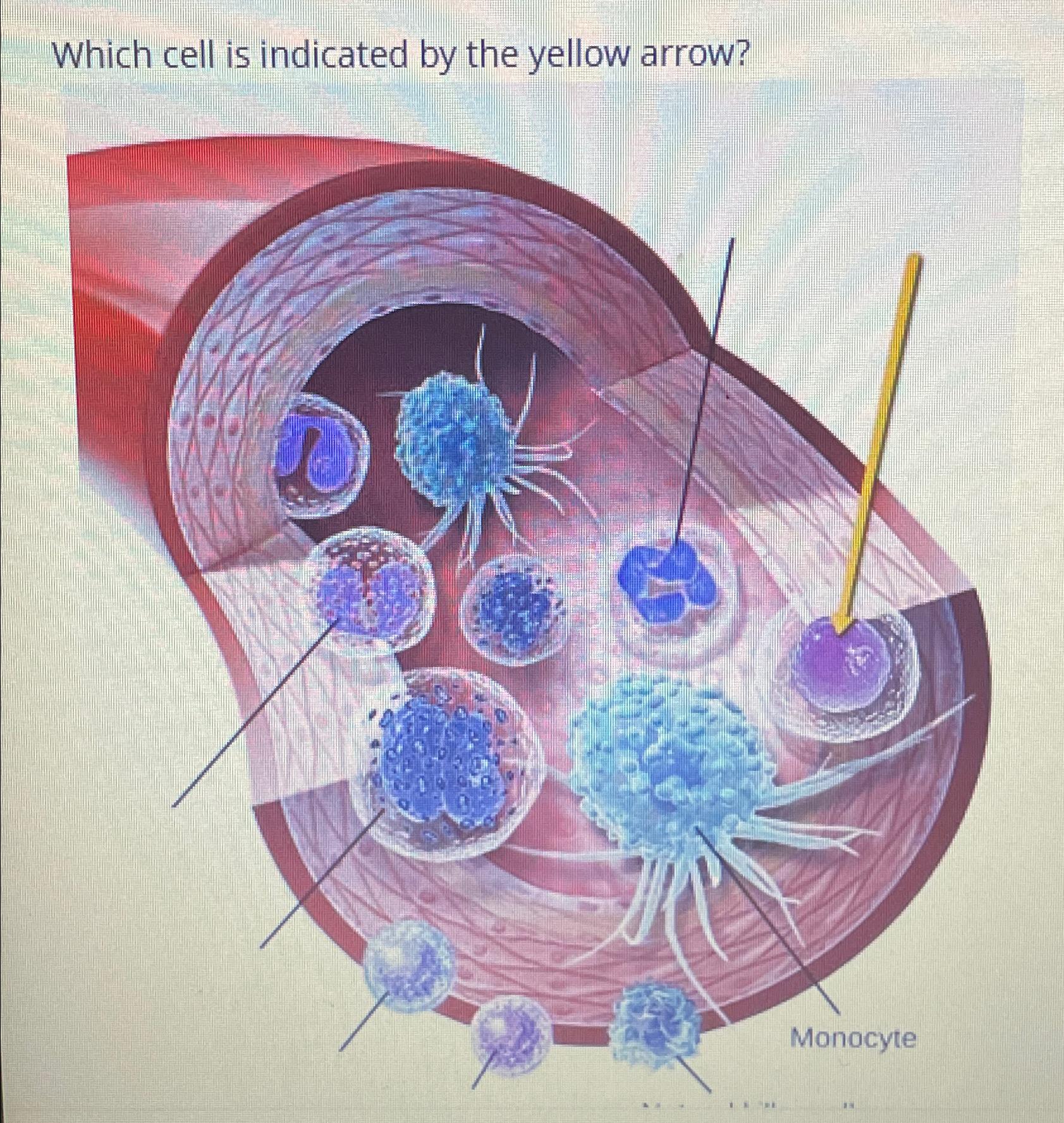 Solved Which cell is indicated by the yellow arrow? | Chegg.com