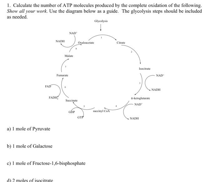 Solved 1. Calculate the number of ATP molecules produced by | Chegg.com