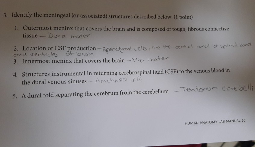 Solved 3. Identify the meningeal (or associated) structures | Chegg.com
