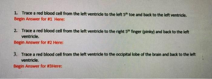 Solved 1. Trace a red blood cell from the left ventricle to | Chegg.com