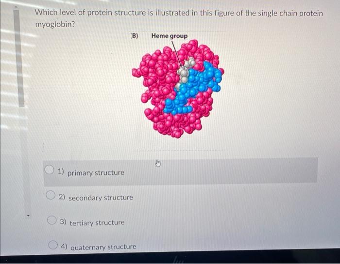 Solved Which level of protein structure is illustrated in | Chegg.com