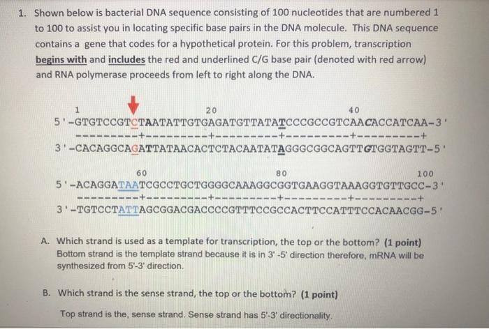 Solved 1. Shown below is bacterial DNA sequence consisting | Chegg.com
