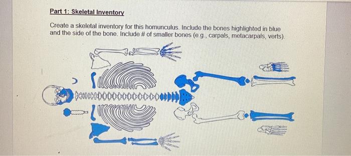 Skeletal Inventory Create a skeletal inventory for | Chegg.com