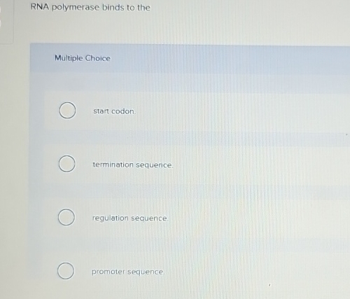Solved RNA polymerase binds to theMultiple Choicestart | Chegg.com