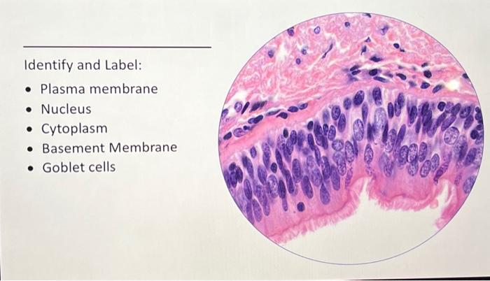 Solved Identify and Label: - Plasma membrane - Nucleus - | Chegg.com