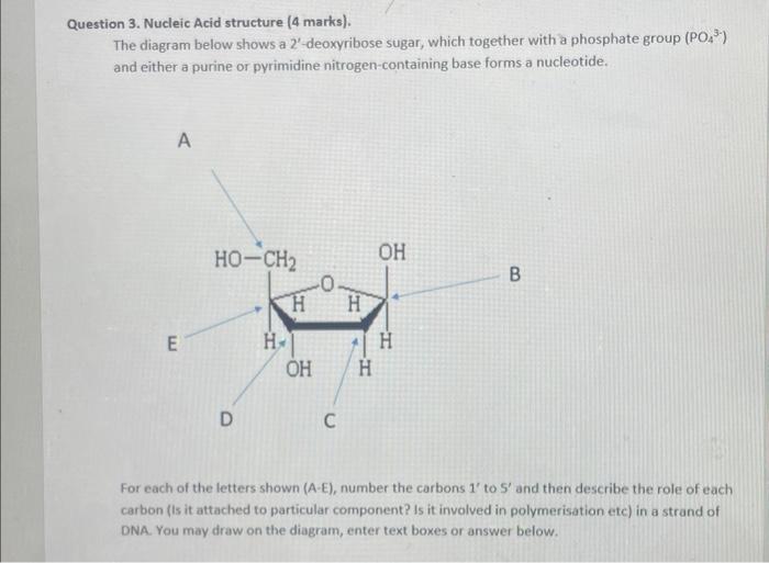 [Solved]: Question 3. Nucleic Acid structure (4 marks). The