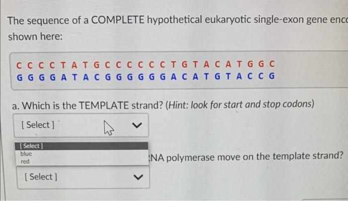 Solved The sequence of a COMPLETE hypothetical eukaryotic | Chegg.com