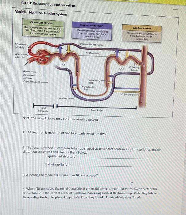 Solved Part D: Reabsorption and Secretion Model 8: Nephron | Chegg.com