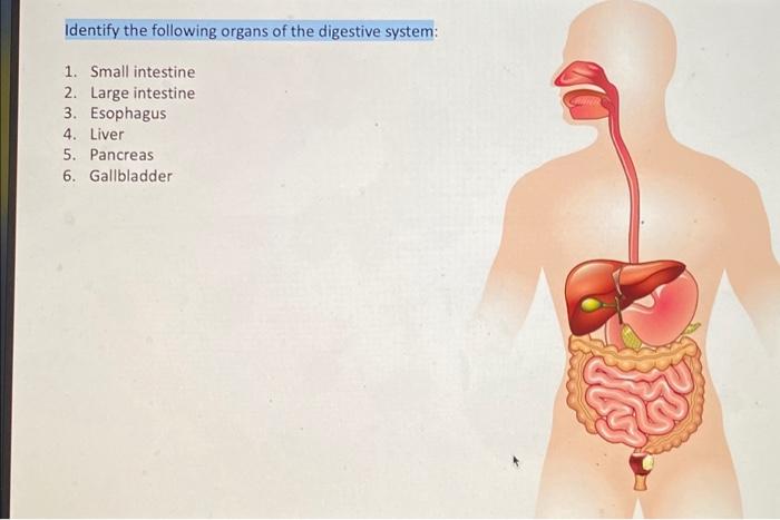 Solved Identify the following organs of the digestive | Chegg.com
