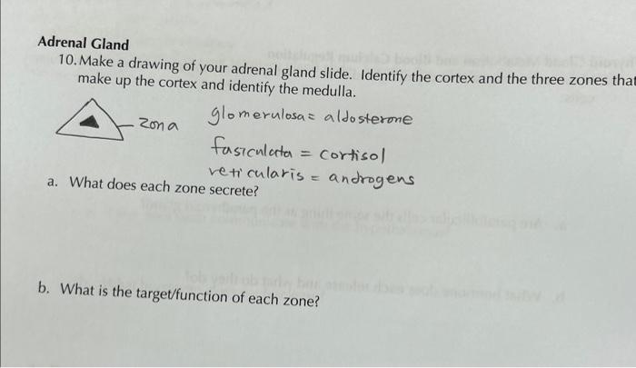Solved Adrenal Gland 10. Make a drawing of your adrenal | Chegg.com