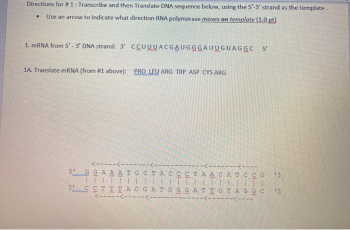 Solved Directions for #1: Transcribe and then Translate DNA | Chegg.com