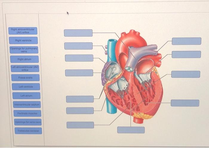 Solved Right Atrioventricular (AV) orifice Right ventricle | Chegg.com