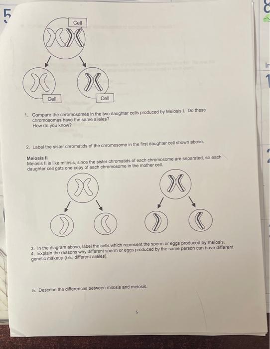 Solved 1. Compare the chromosomes in the two daughter cells | Chegg.com