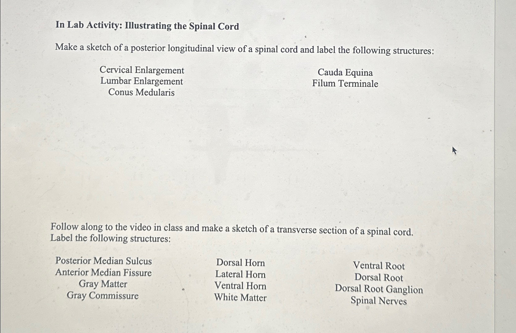 Solved In Lab Activity: Illustrating the Spinal CordMake a | Chegg.com
