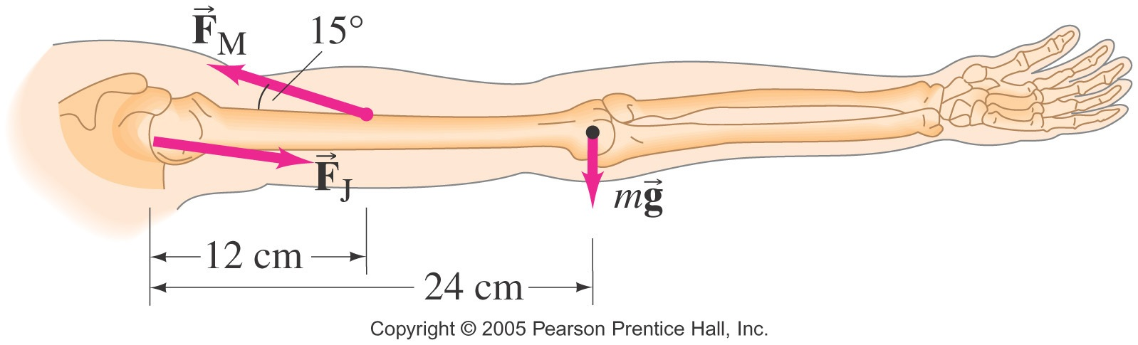 Solved Examine the diagram of the outstretched arm shown | Chegg.com