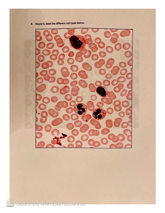 Solved 2. Label the major blood vessels. 2 CS Scanned with | Chegg.com