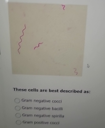 Solved These cells are best described as:Gram negative | Chegg.com