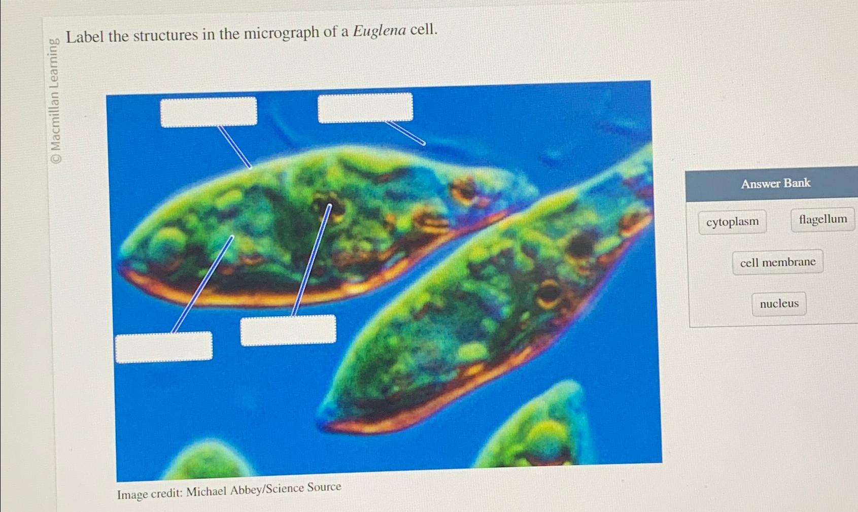 Solved Label the structures in the micrograph of a Euglena | Chegg.com