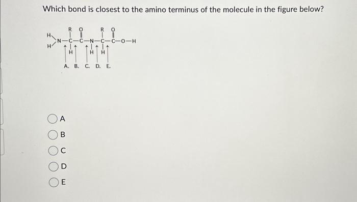 Solved Which bond is closest to the amino terminus of the | Chegg.com