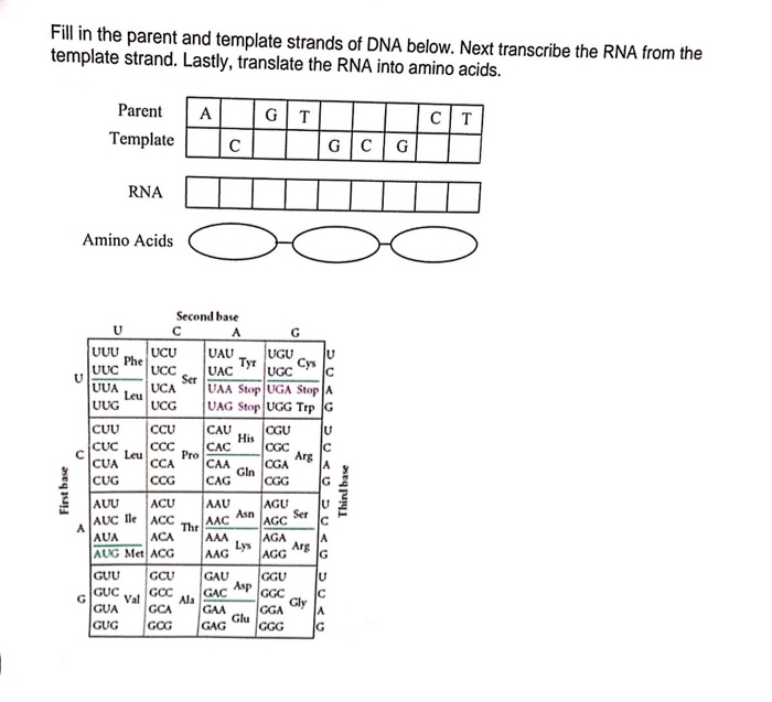 Solved Fill in the parent and template strands of DNA below. | Chegg.com