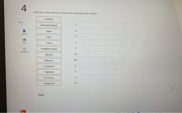 Solved Place the cranial nerves in numeric order beginning | Chegg.com