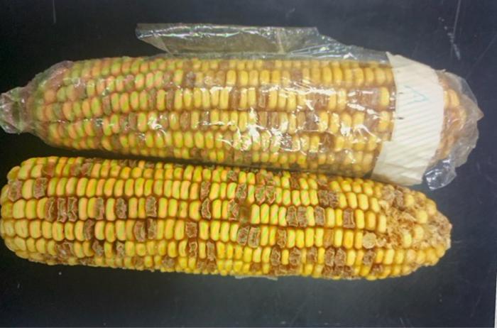 Solved Count 100 kernels on each of the different types of | Chegg.com