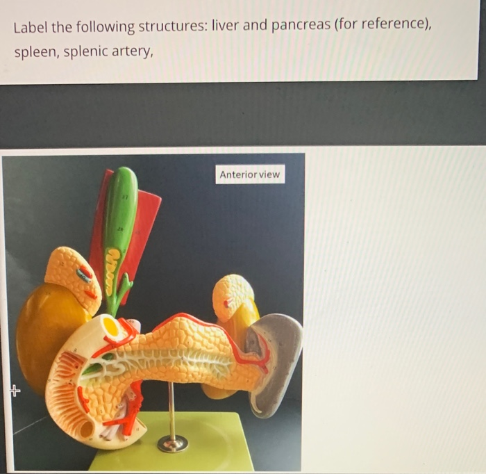 Solved Label the following structures: liver and pancreas | Chegg.com